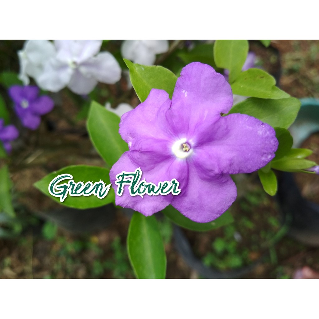 Jual Bibit Melati Costa Wangi | Shopee Indonesia