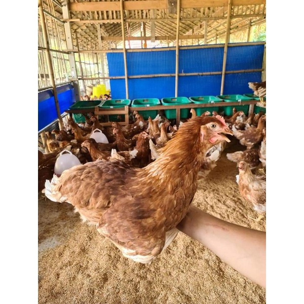 Jual 100 Ekor Pullet Layer Petelur Lohman Pulet Ayam Petelur Siap Telur ...