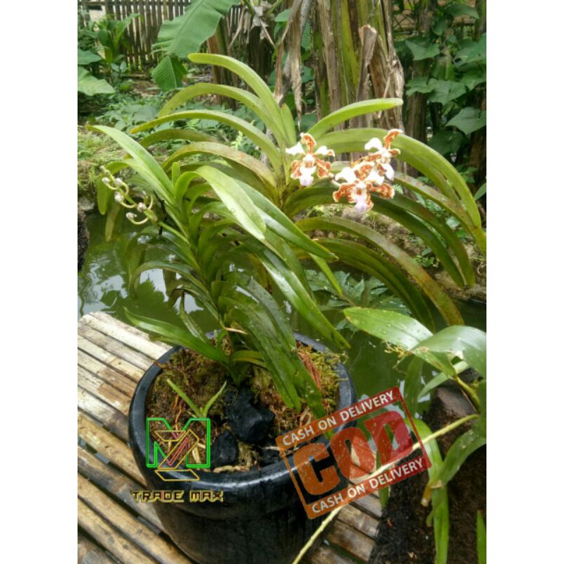 Jual Anggrek Panda Dewasa berbunga | Shopee Indonesia