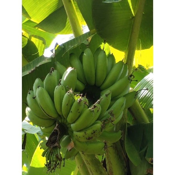 Jual Bibit pisang embuk / gintung / potho / rojomolo / geulis tiis ...