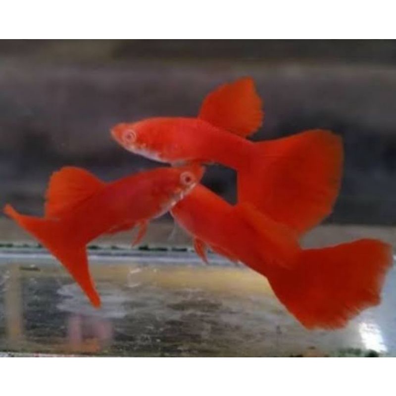 Jual guppy-ikan guppy-guppy red blonde-ikan hias | Shopee Indonesia