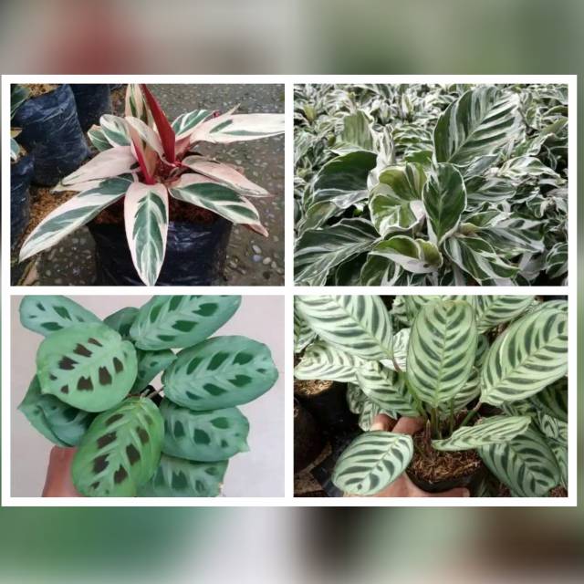 Jual Paket 4 calathea - tanaman hias calathea - maranta Bali - maranta ...