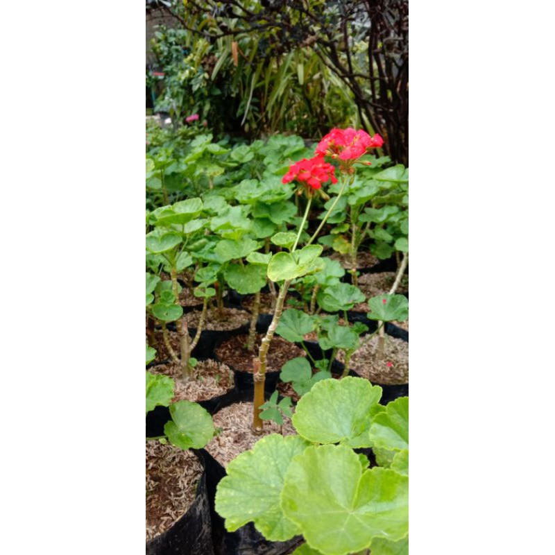 Jual Bunga Geranium (Varian: Pink, Putih, Merah) | Shopee Indonesia