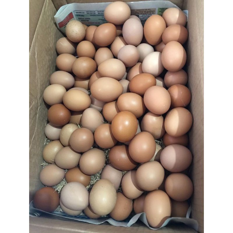 Jual Telur ayam negeri harga merakyat | Shopee Indonesia