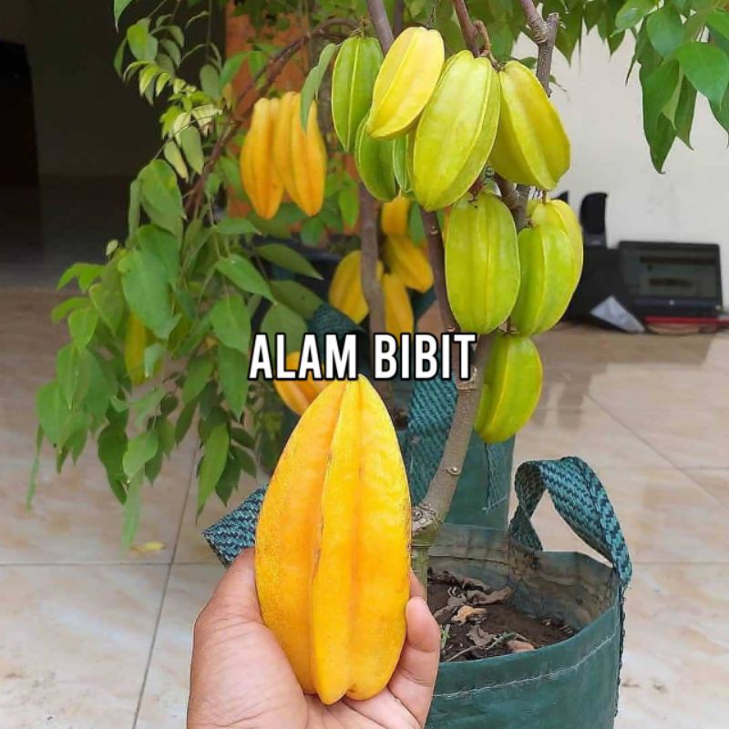 Jual BIBIT BELIMBING MADU OKULASI (COCOK DI TANAM POT) | Shopee Indonesia
