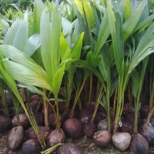 Jual Bibit kelapa genjah entok,varietas unggul dan Berkuwalitas ...