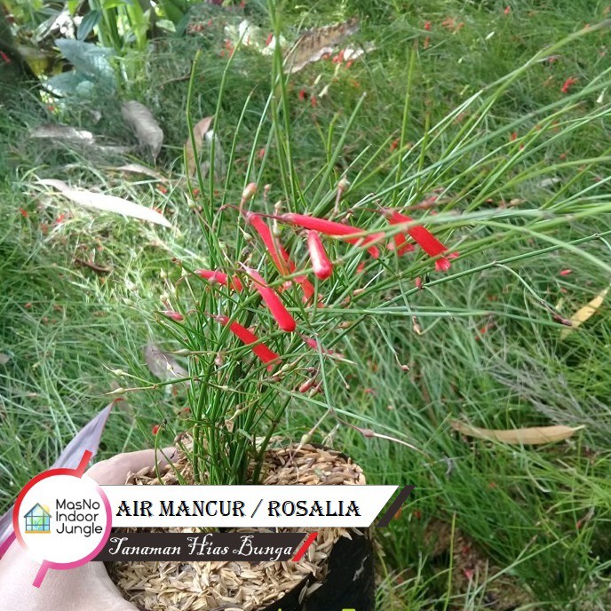 Jual Tanaman Bunga Air Mancur - Tanaman Hias Rosalia - Tanaman Hias ...
