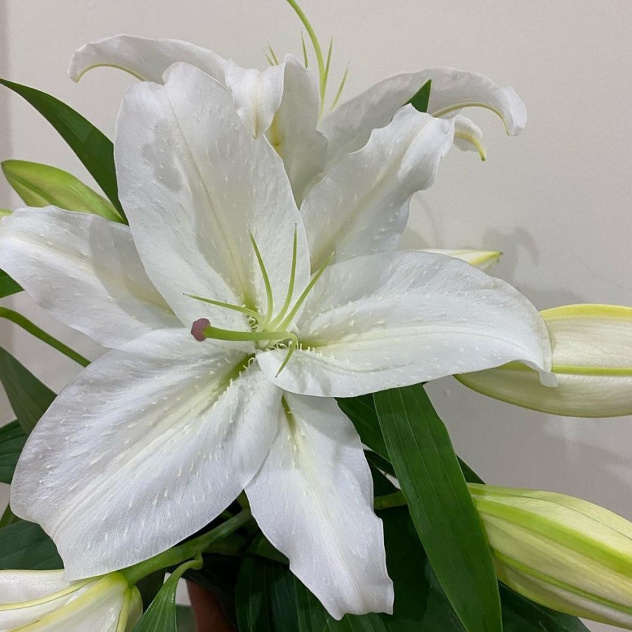 Jual TOKO BUNGA BANDUNG / BUNGA LILY ASLI 1 KUNTUM BUNGA | Shopee Indonesia