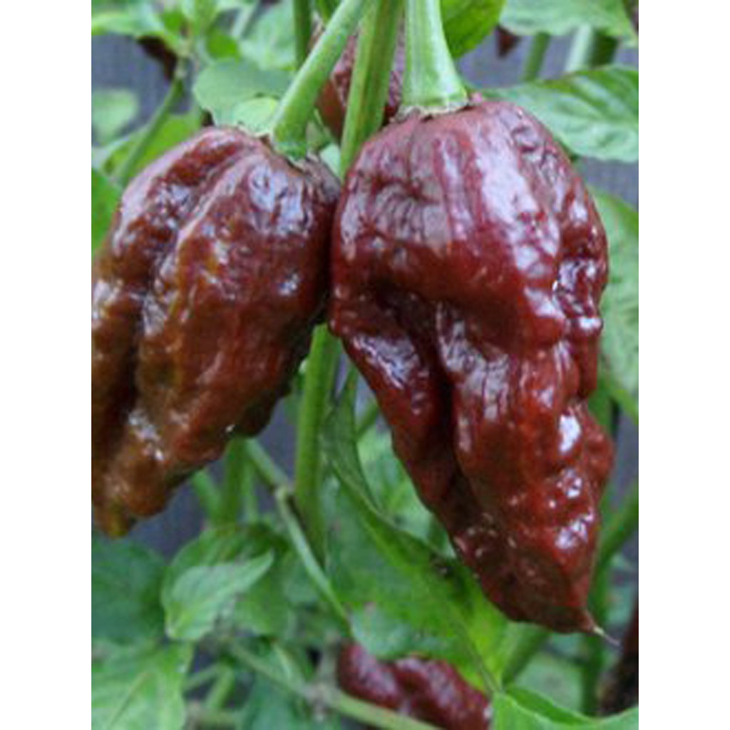 Jual Biji Cabe Podzilla Chocolate Pepper - Bibit Tanaman Podzilla ...