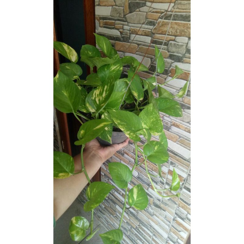Jual Tanaman hias epipremnum pothos golden rimbun | Sirih Gading Gold ...