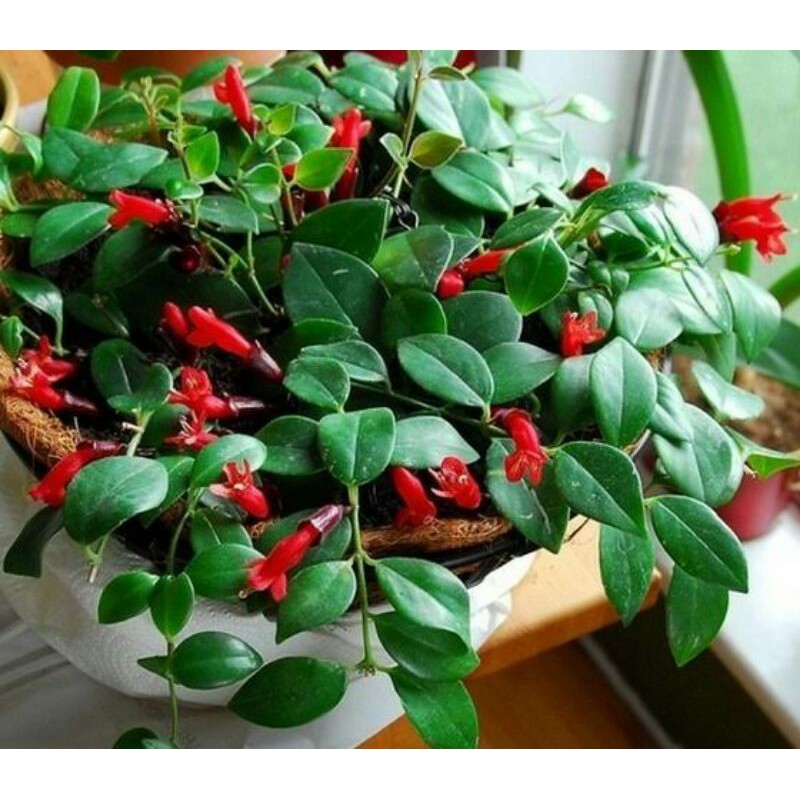 Jual Tanaman Hias Gantung Lipstick Bunga Merah | Shopee Indonesia