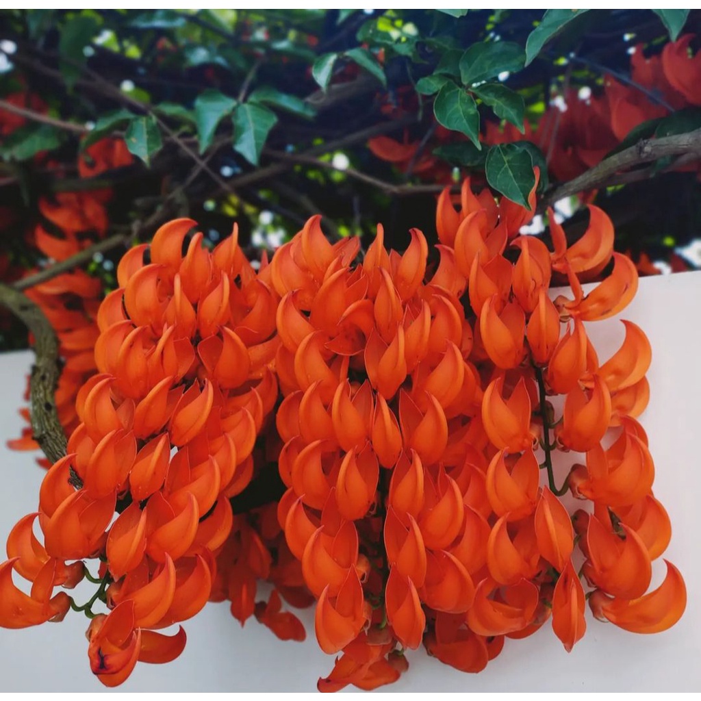 Jual Bibit Flame of Irian Merah/Tanaman Hias Flame of Irian Merah/Bunga ...