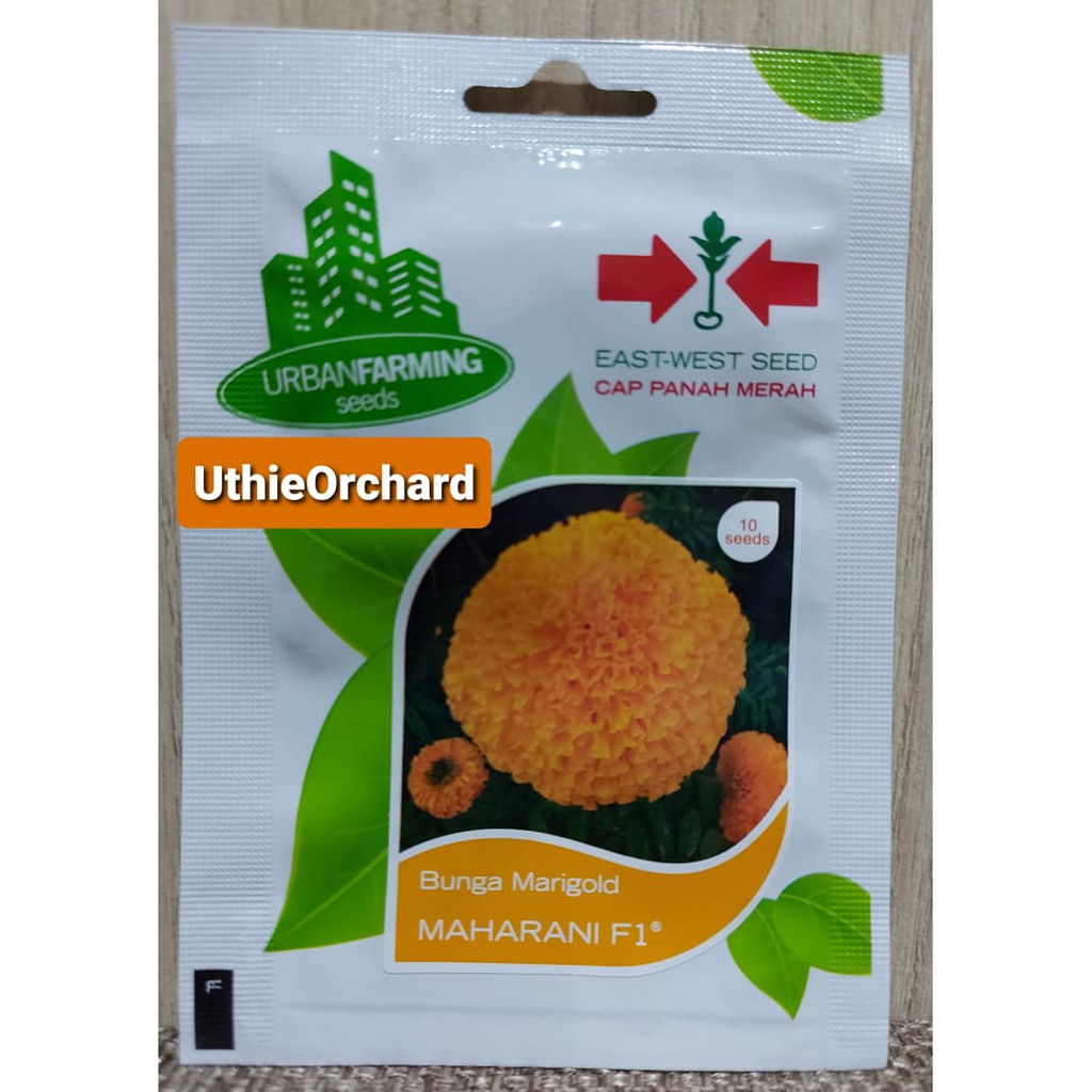 Jual Benih Panah Merah - Bunga Marigold Maharani F1 | Shopee Indonesia
