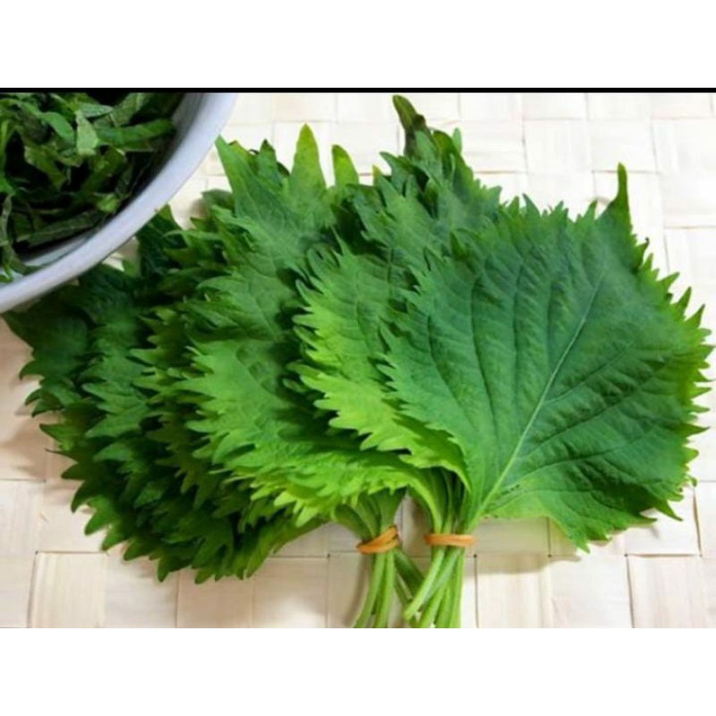 Jual DAUN SHISO/PERILLA/OBBA/SESAME LEAVE ORGANIK 50gr | Shopee Indonesia