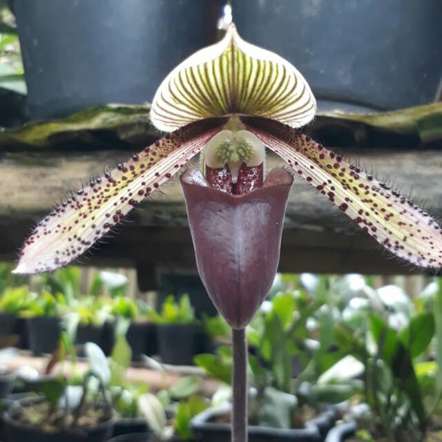 Jual Paphiopedilum superbins | Shopee Indonesia