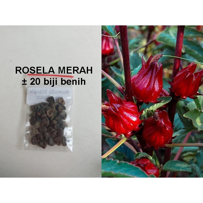 Jual Benih Rosella Merah/Bibit Rosella Merah Isi 20 Benih | Shopee ...