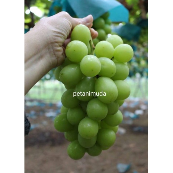 Jual Bibit Anggur Import Shine Muscat (Asli) | Shopee Indonesia