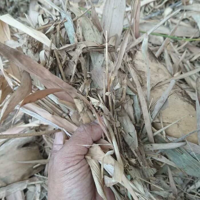 Jual 500Gram DAUN BAMBU KERING MEDIA TANAM ANGGREK TANAMAN MULSA ...