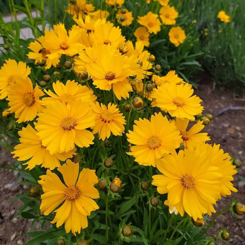 Jual TANAMAN HIAS MATAHARI MINI | BUNGA COLGATE | TANAMAN COLGATE SUDAH ...