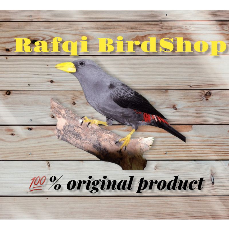 Jual JALAK RIO-RIO MULUS RAWATAN (masteran) | Shopee Indonesia