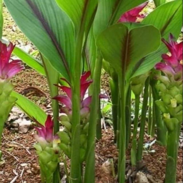 Jual Pohon temu putih tanaman herbal bibit pohon temu putih curcuma ...
