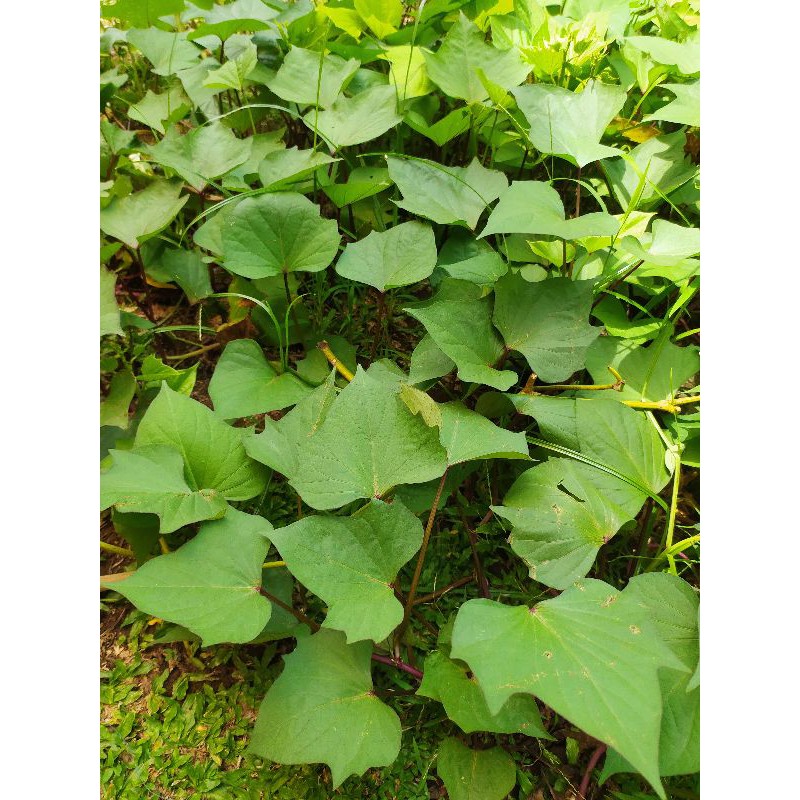 Jual Daun Ubi Jalar/Daun Ketela Rambat Segar | Shopee Indonesia