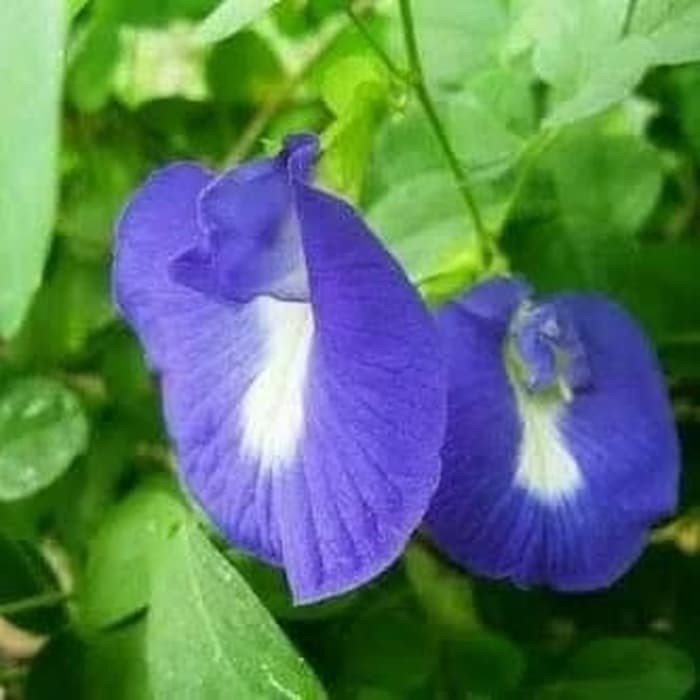Jual PROMO!!! tanaman herbal bunga telang ungu BERBUNGA - bibit kembang ...