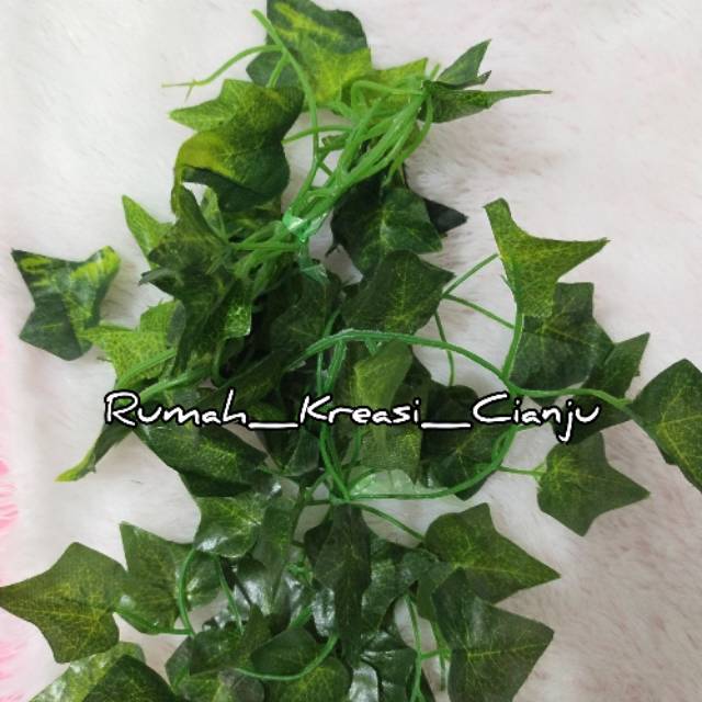 Jual Daun Rambat | Shopee Indonesia
