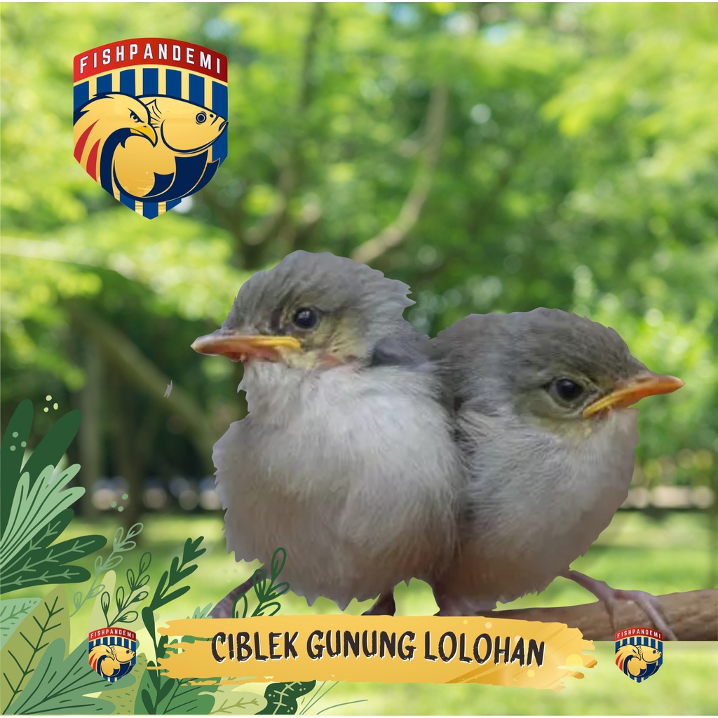 Jual Ciblek Gunung Lolohan/Cigun Lolohan/Cigun | Shopee Indonesia