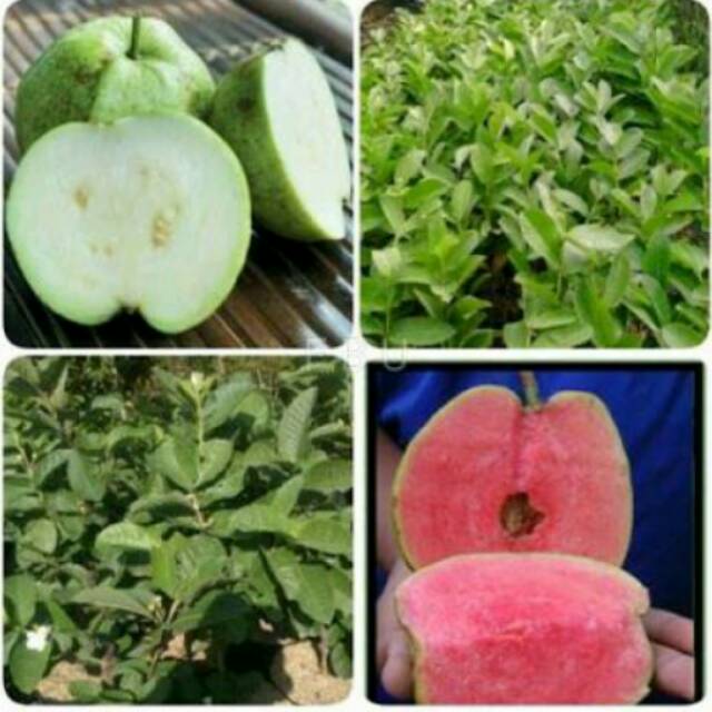 Jual PAKET Bibit jambu kristal dan jambu kristal merah/jambu sukun ...