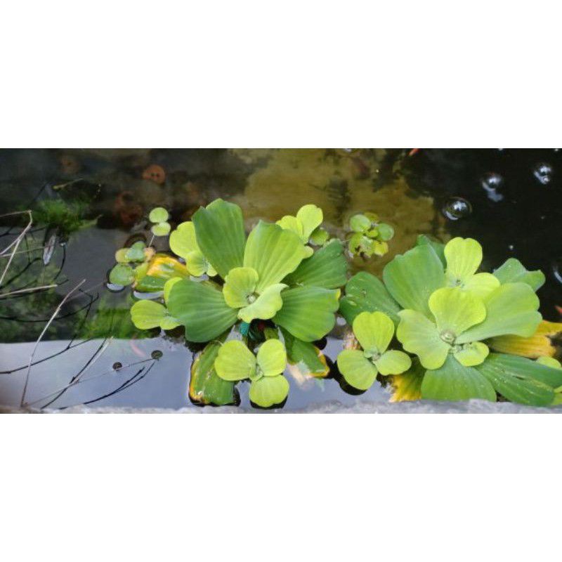 Jual Tanaman aquascape kapu kapu / apu apu mini penyerap amoniak ...