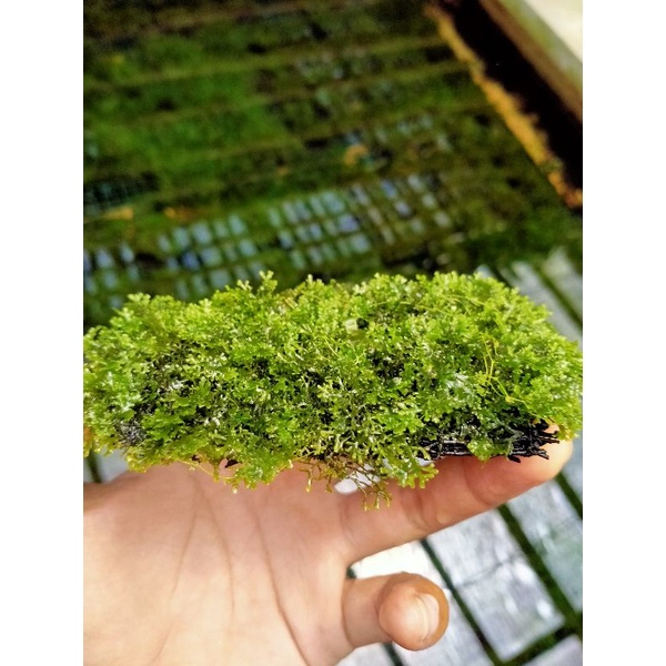 Jual mos ricardia media pakis hiasan akuarium | Shopee Indonesia