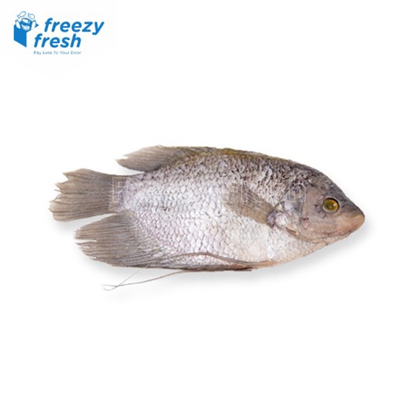 Jual Freezy Fresh Ikan Gurame (per ekor 600 - 750gram) | Shopee Indonesia