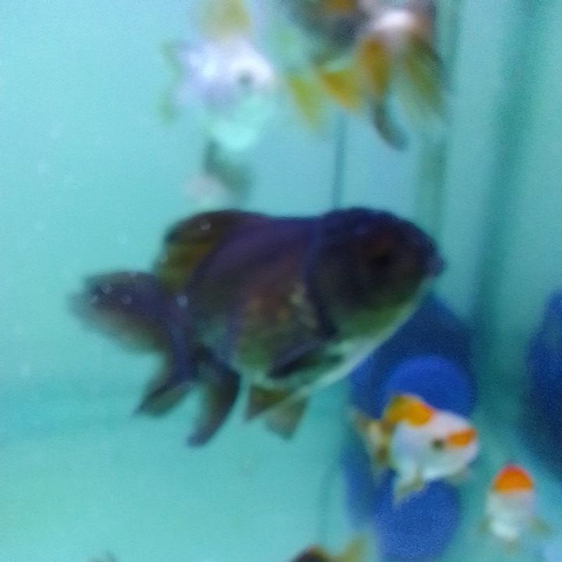 Jual ikan koki | Shopee Indonesia