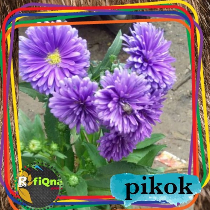 Jual TANAMAN HiAS bunga pikok/pohon pikok/bunga hias/tanaman hidup ...