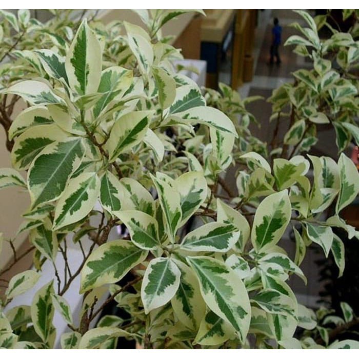 Jual Tanaman Hias Beringin Putih Variegata - Bringin Putih Varigata ...