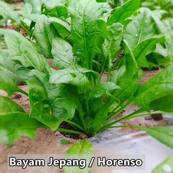 Jual Benih Bibit Bayam Jepang - Horenso Spinach - Horenzo - TERMURAH ...