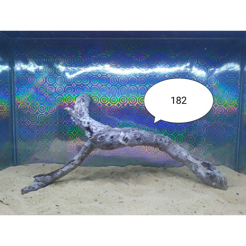 Jual Santigi Laut / Kayu Sentigi Aquarium | Shopee Indonesia