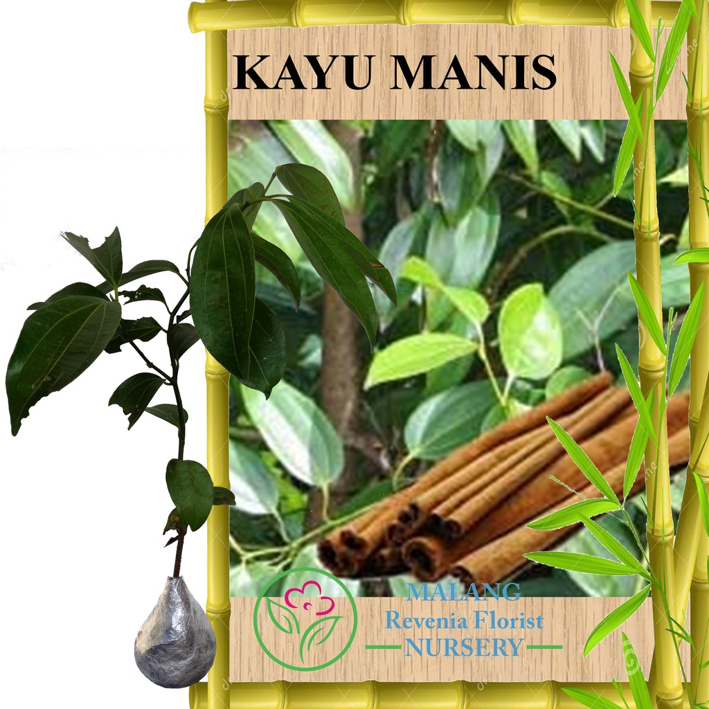 Pohon Kayu Manis