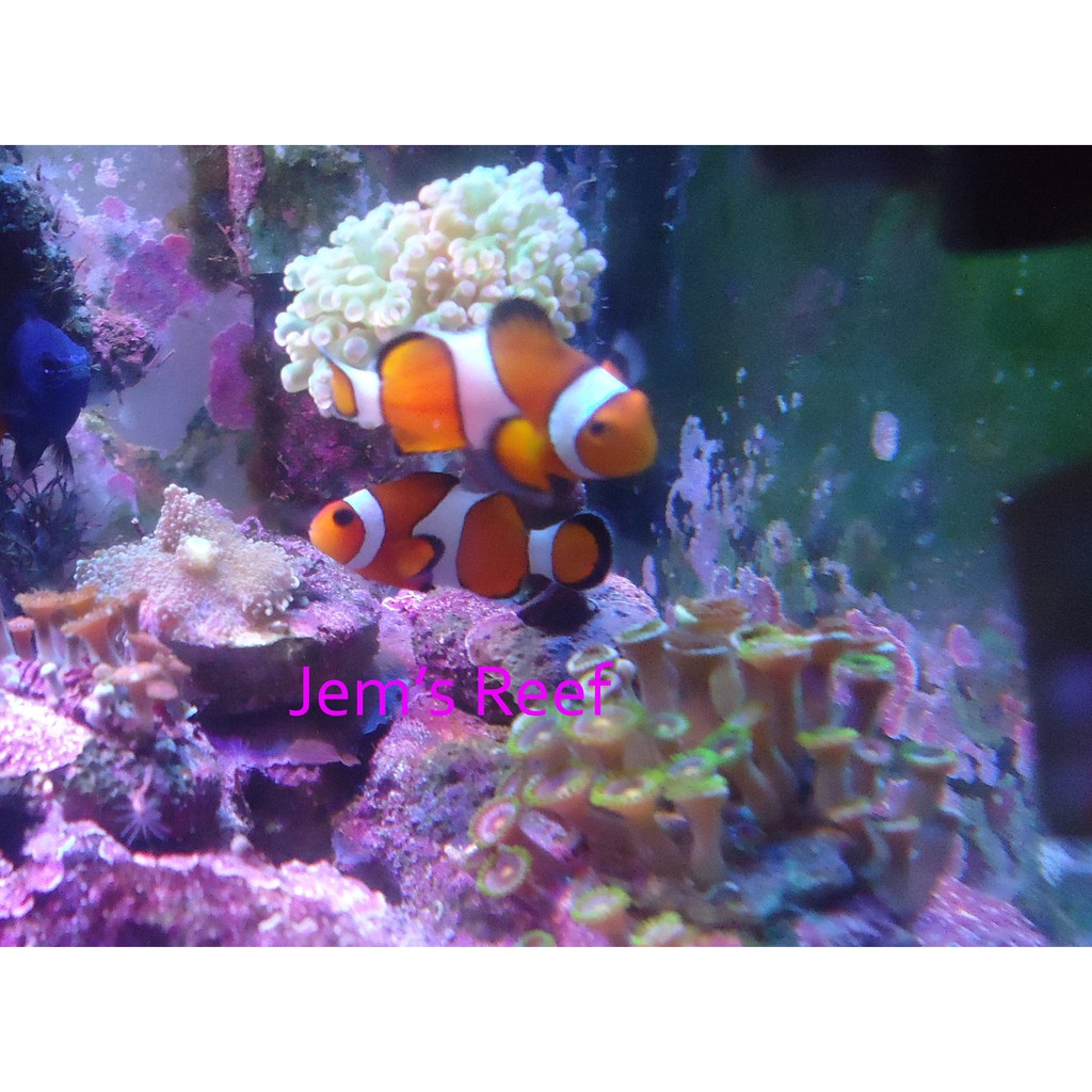 Jual Nemo Air Laut / Ikan Badut (Clownfish) | Shopee Indonesia