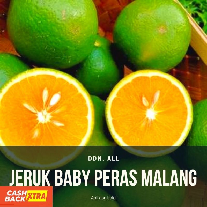 Jual jeruk baby peras malang (stok masih kosong di kebun) | Shopee ...