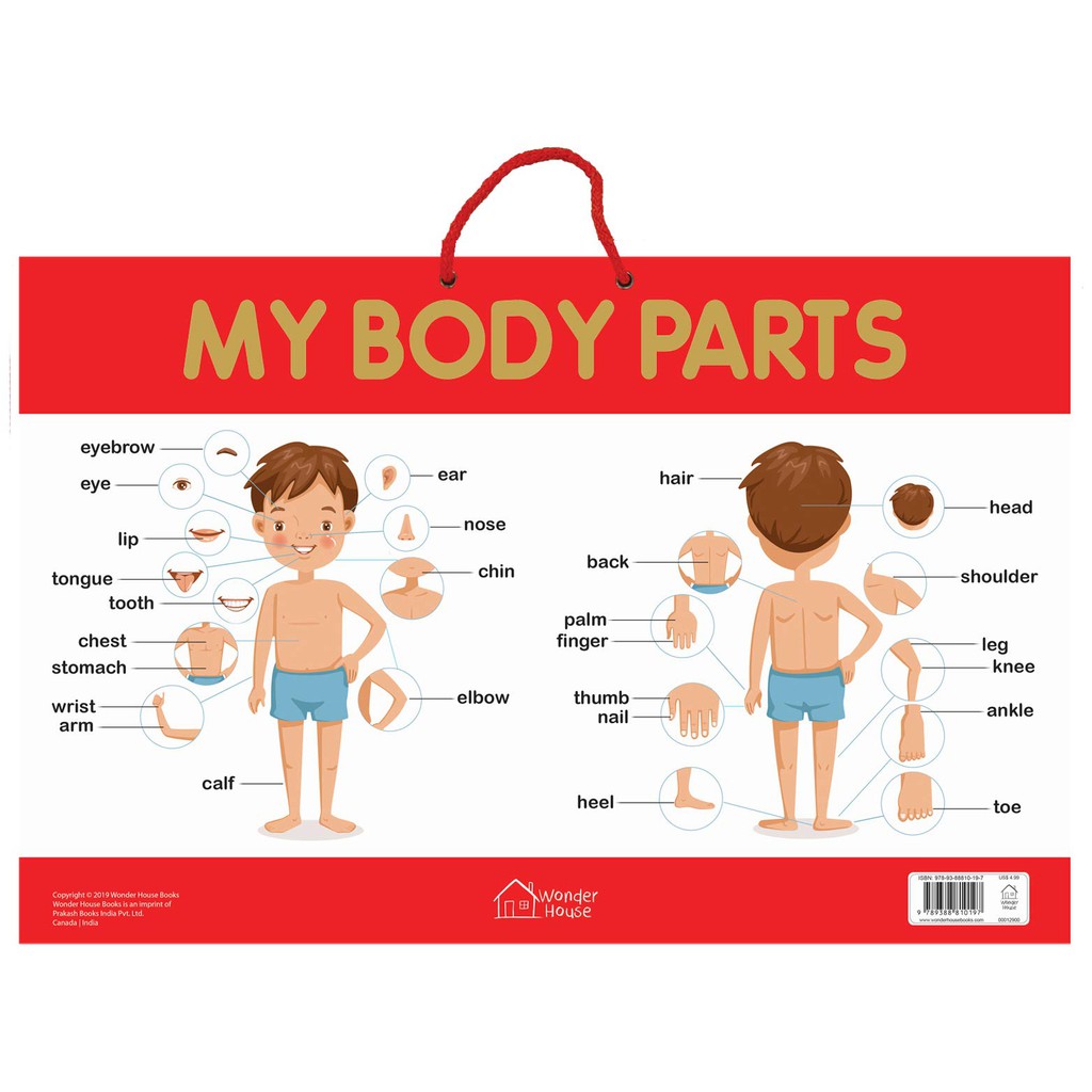 Jual My Body Parts - Early Learning Educational Posters For Children ...
