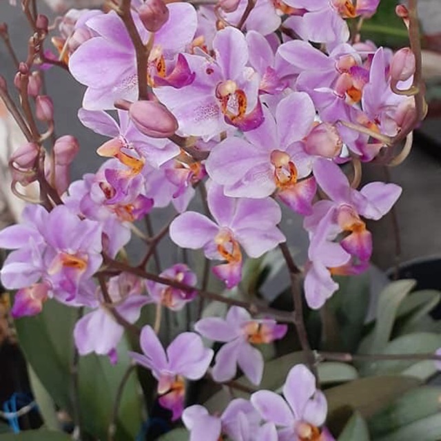 Jual Anggrek bulan mini/ anggrek doritis | Shopee Indonesia