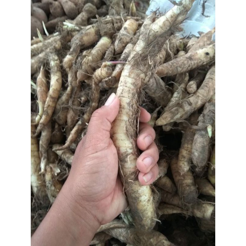 Jual Garut umbi Garut | Shopee Indonesia