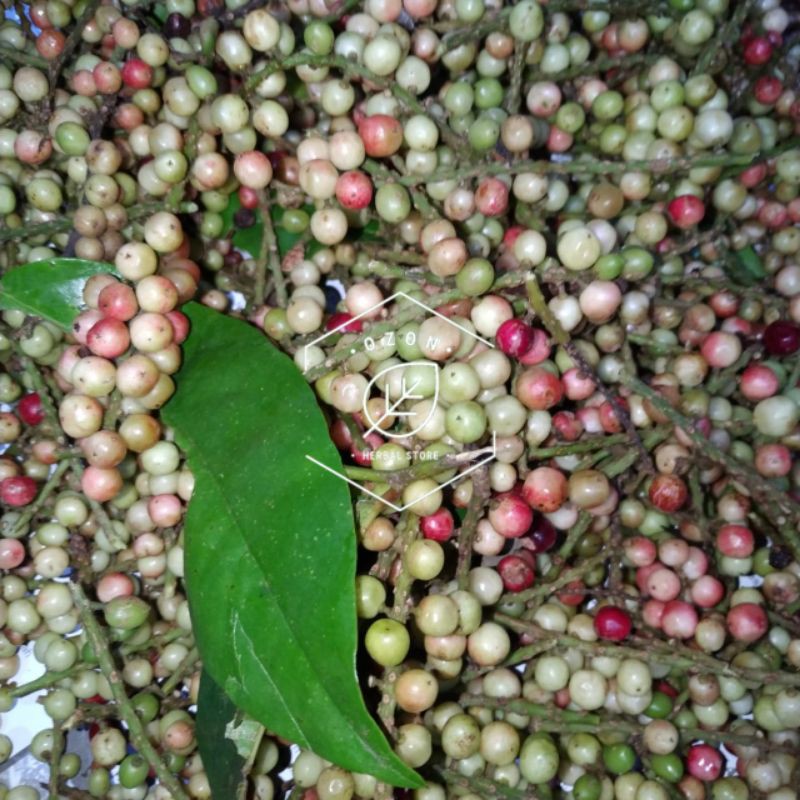 Jual Buah Huni Buni Wuni Muda Segar Kemasan 1kg | Shopee Indonesia