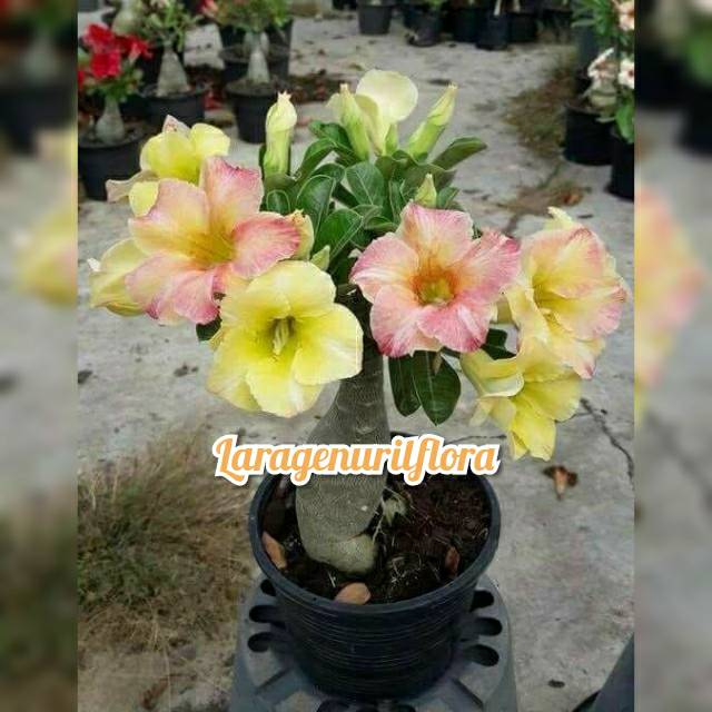 Jual Bibit Bunga Kamboja adenium Jepang GARDENING (free pot) | Shopee ...