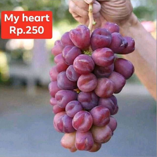 Jual bibit anggur import my heart super | Shopee Indonesia