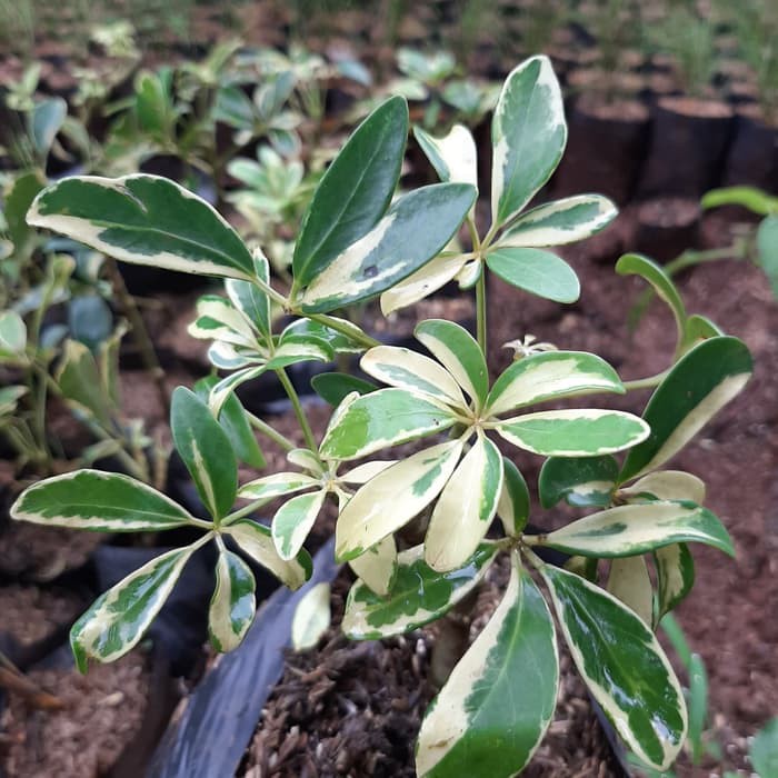 Jual POHON HIAS WALISONGO VARIEGATA-tanaman hias wali songo variegata ...