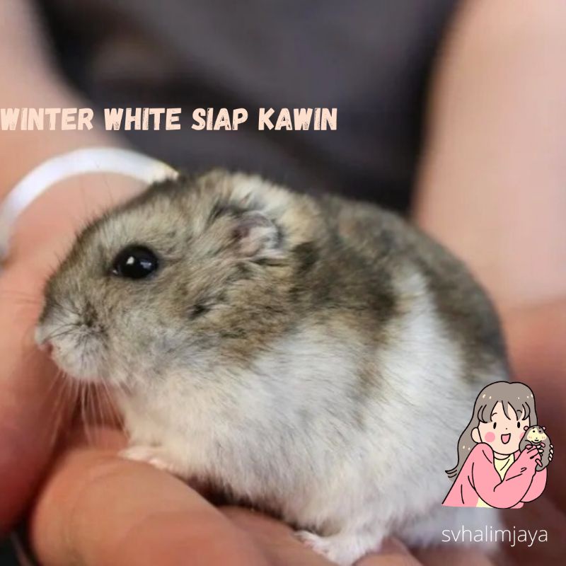 Jual Hamster Campbell Winter White Syrian Roborovski Anakan | Shopee ...