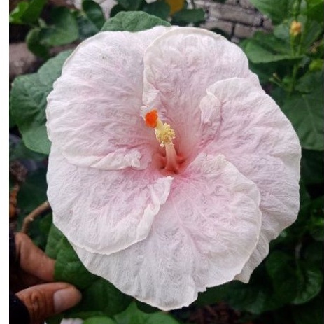 Jual bibit bunga hibiscus kembang sepatu bangkok import warna pink tisu ...
